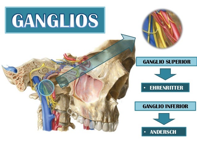 Nervio glosofaringeo