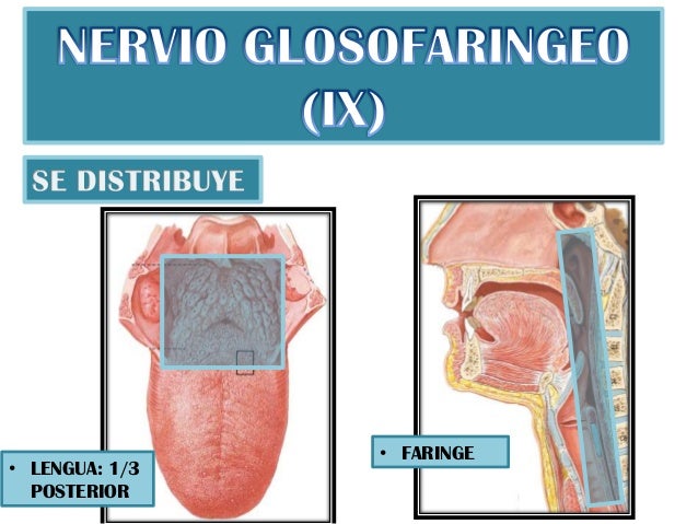 Nervio glosofaringeo