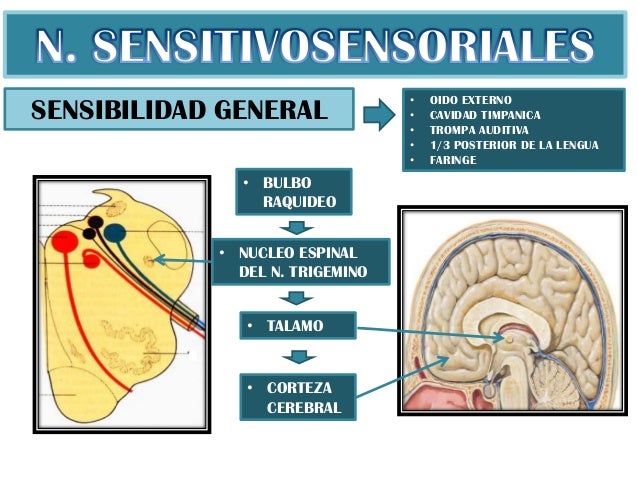 Nervio glosofaringeo