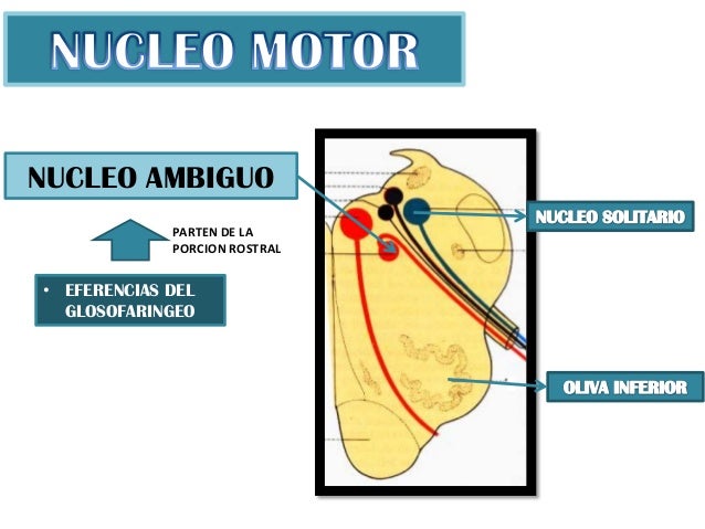 Nervio glosofaringeo