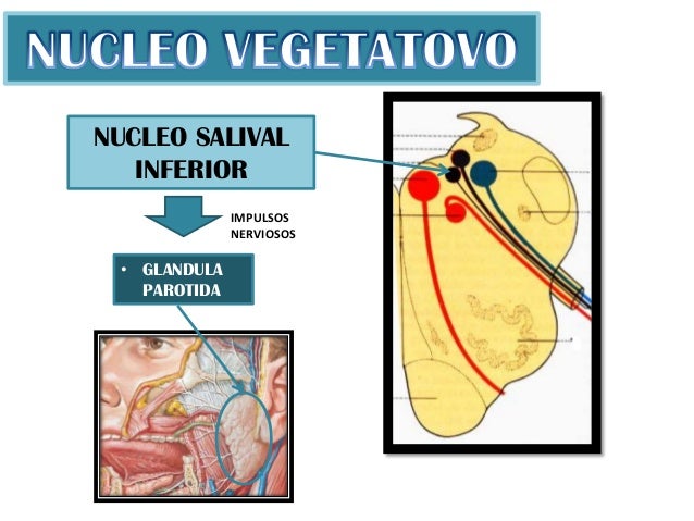 Nervio glosofaringeo