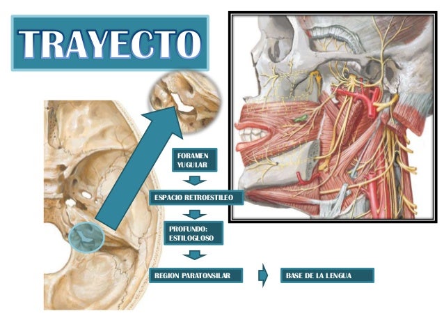 Nervio glosofaringeo