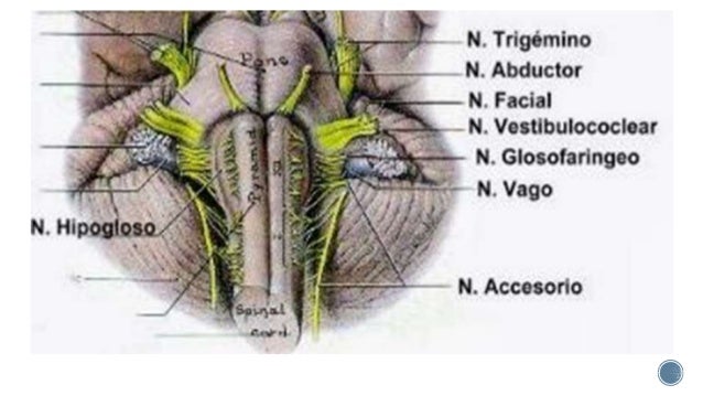 Nervio glosofaríngeo