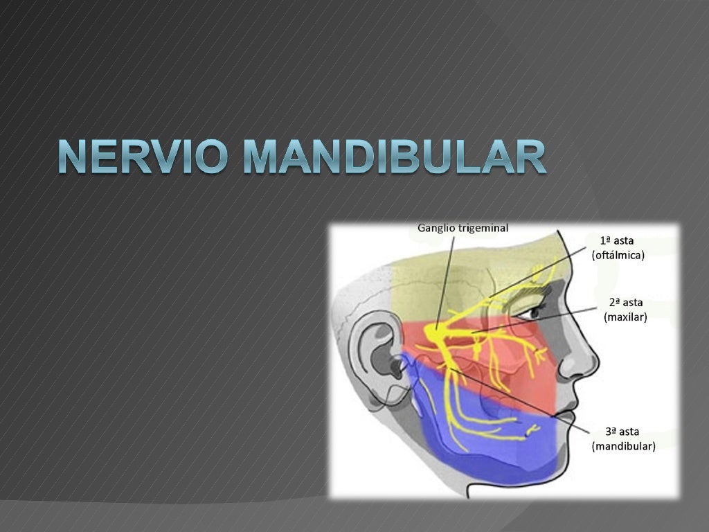 Nervo Marginal Da Mandíbula - RETOEDU