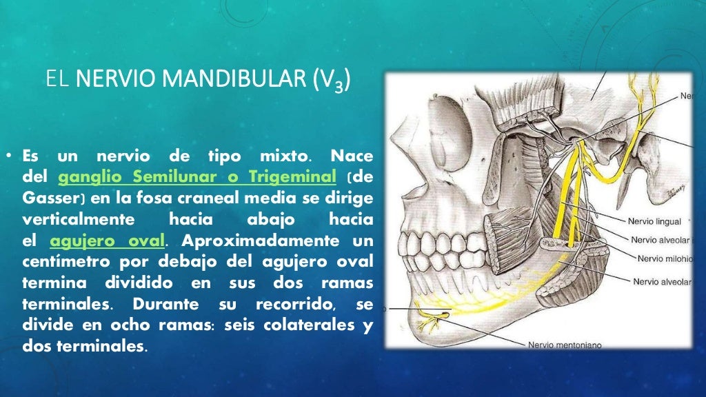 Nervio mandibular