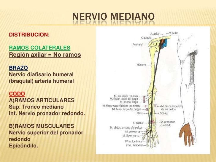 Nervio mediano
