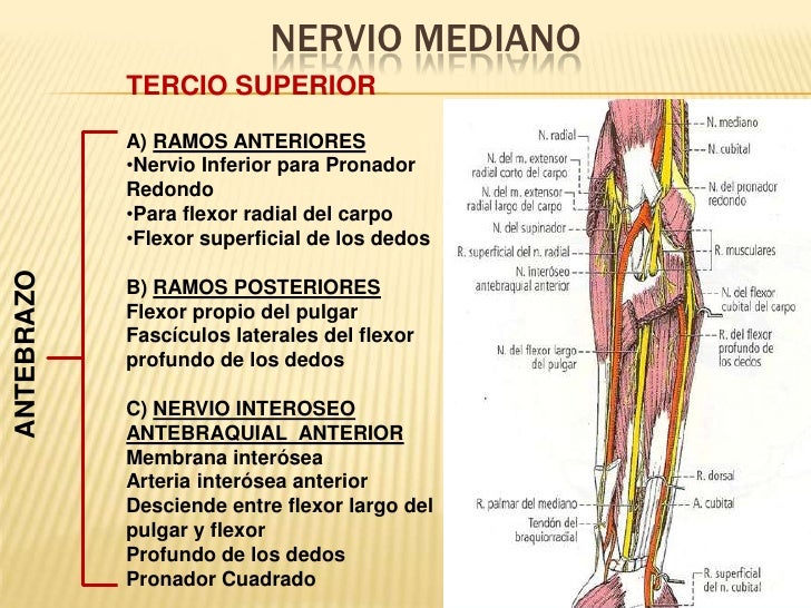 Nervio mediano