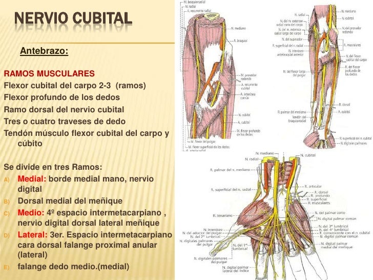 Nervio mediano