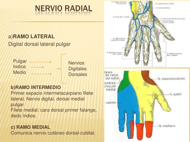 Nervio mediano