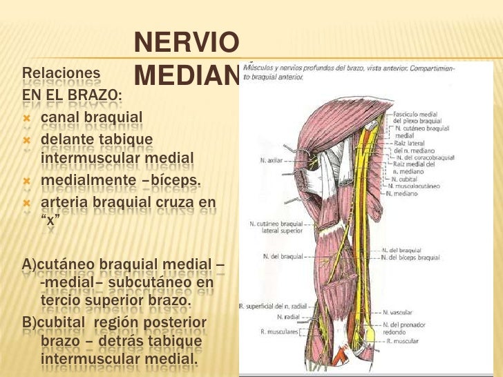 Nervio mediano