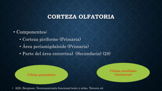 Nervio olfatorio (anatomía y semiología).pptx