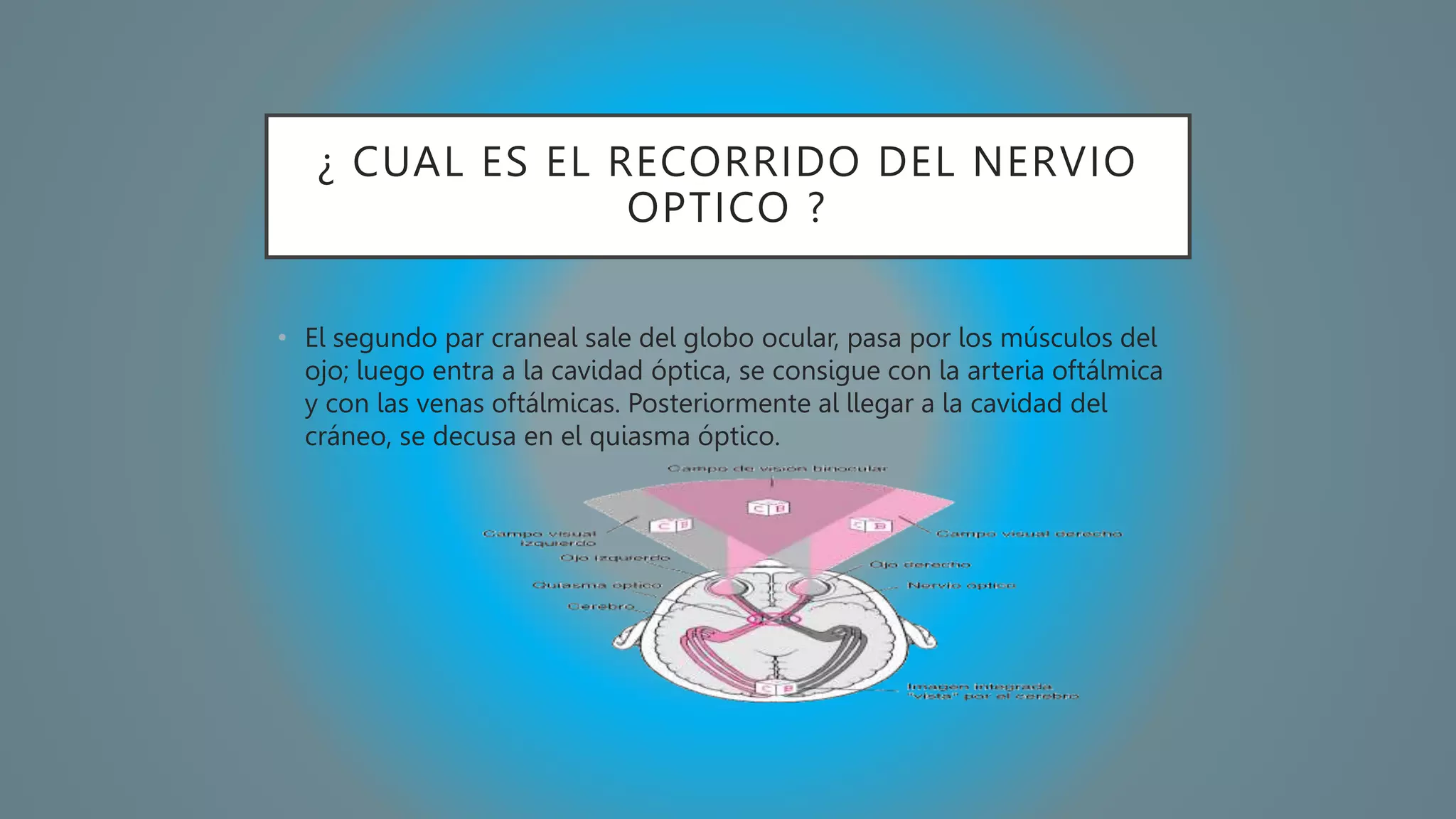 Dónde Nace El Nervio Óptico – Camino del Nervio Óptico – EFVGA