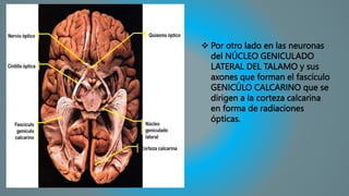 NERVIO OPTICO-EUROHISPN.pptx