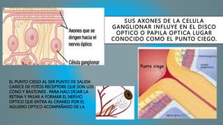 NERVIO OPTICO-EUROHISPN.pptx