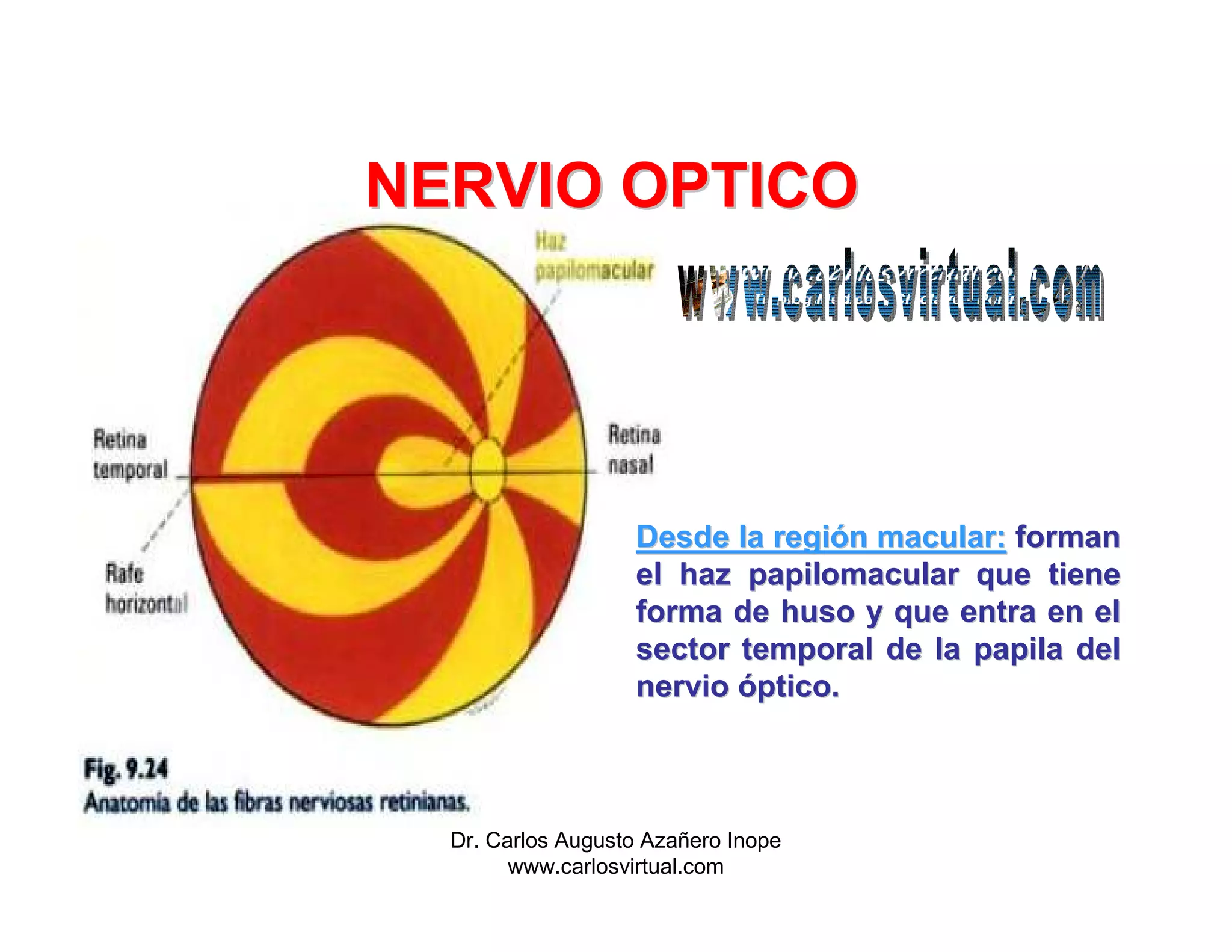Nervio Optico Fisiologia | PPT