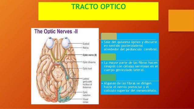 NERVIO ÓPTICO