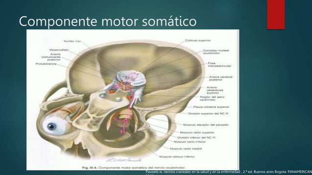NERVIO OPTICO Y OCULOMOTOR.pptx