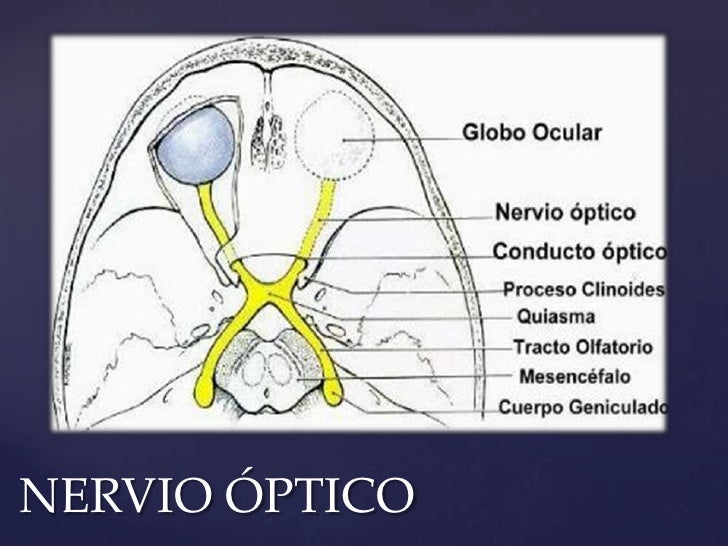Nervio óptico Vision Binocular