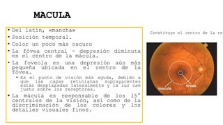 NERVIO ÓPTICO. PARES CRANEALES. NEUROLOGIA | PPTX