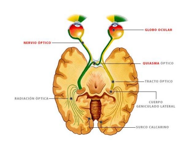 Ii Par Craneal. Nervio Óptico , Exploración Neurológica de los Pares Craneales II, III, IV y VI ...