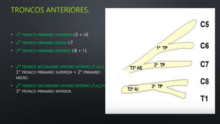 Nervio raquideo y plexos. | PPTX