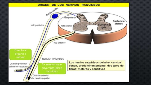 Nervio raquideo y plexos.