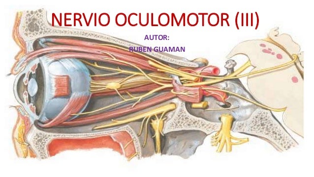 Nervio OCULOMOTOR