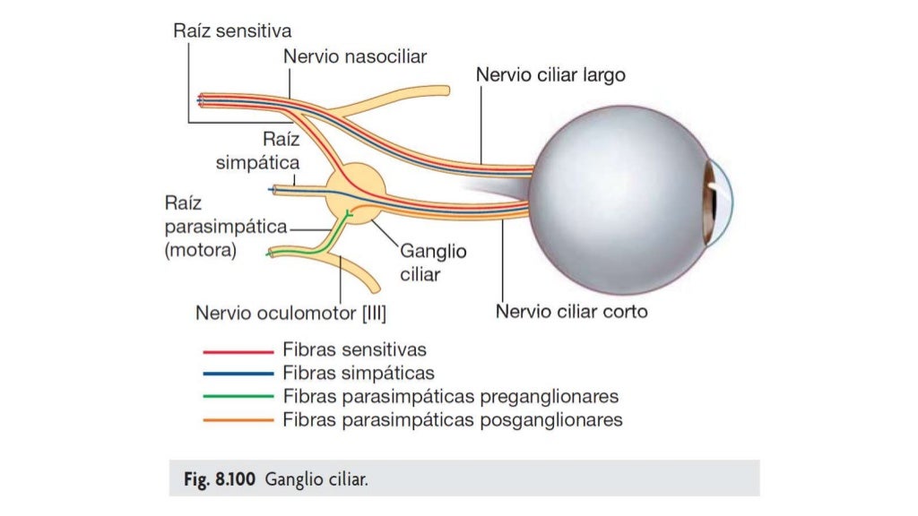 Nervio OCULOMOTOR