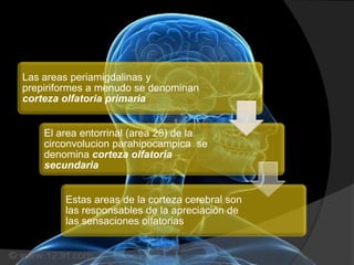 Nervios craneales 1ero al 6to par craneal | PPTX