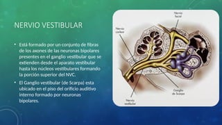 Nervios craneales-Nervio Vestibulococlear (VIII).pptx