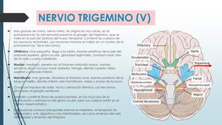 Nervios craneales anatomia | PPTX