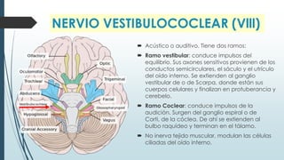 Nervios craneales anatomia | PPTX