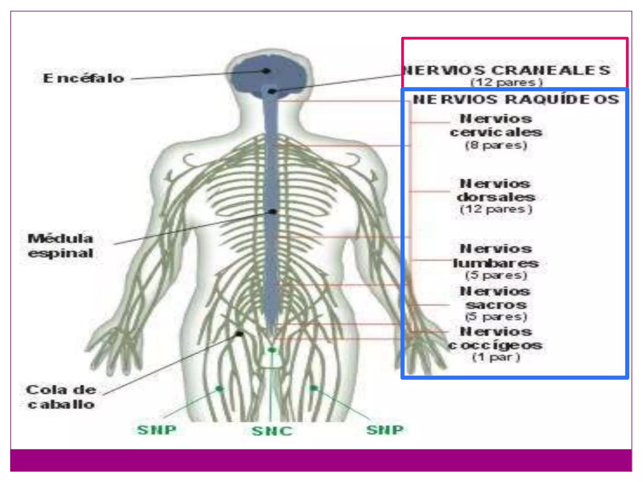 Nervios craneales (fisio) | PPTX