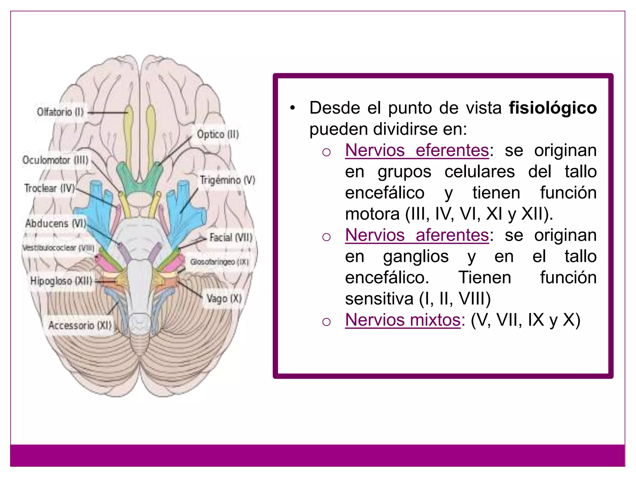 Nervios craneales (fisio) | PPTX
