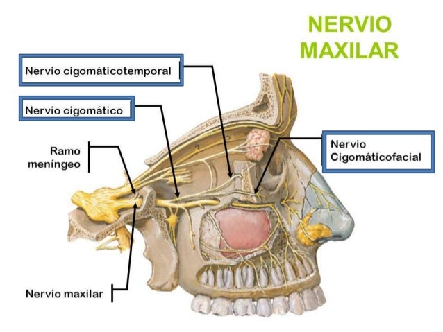 Nervios de la cara y cuero cabelludo