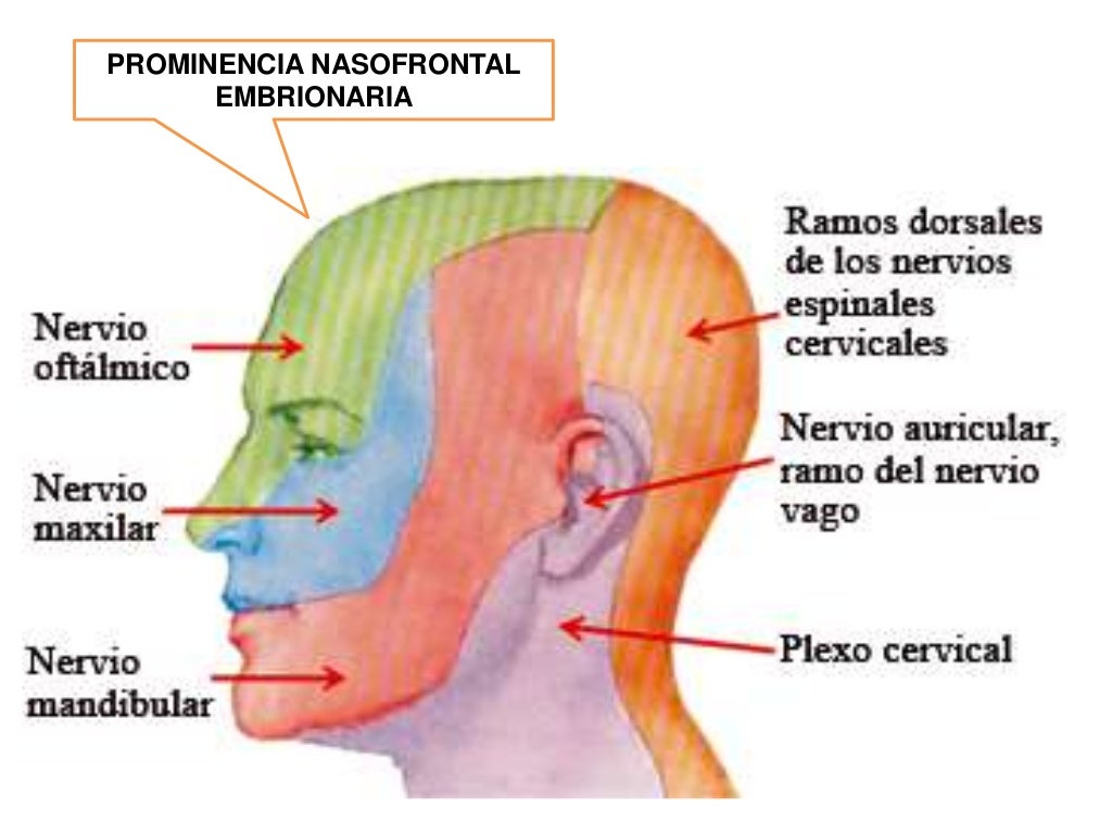 Nervios de la cara y cuero cabelludo