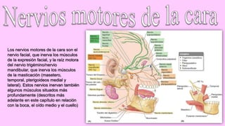 Nervios de la cara y cuero cabelludo.pptx