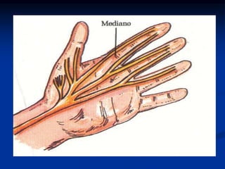nervios de la mano. exploracion de los nervios de la mano | PPT