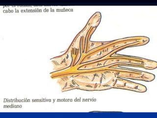 nervios de la mano. exploracion de los nervios de la mano | PPT