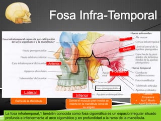 Nervios de la orbita | PPTX