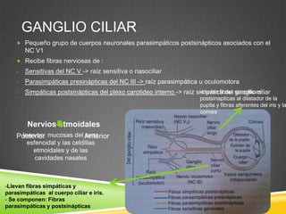 Nervios de la orbita | PPTX