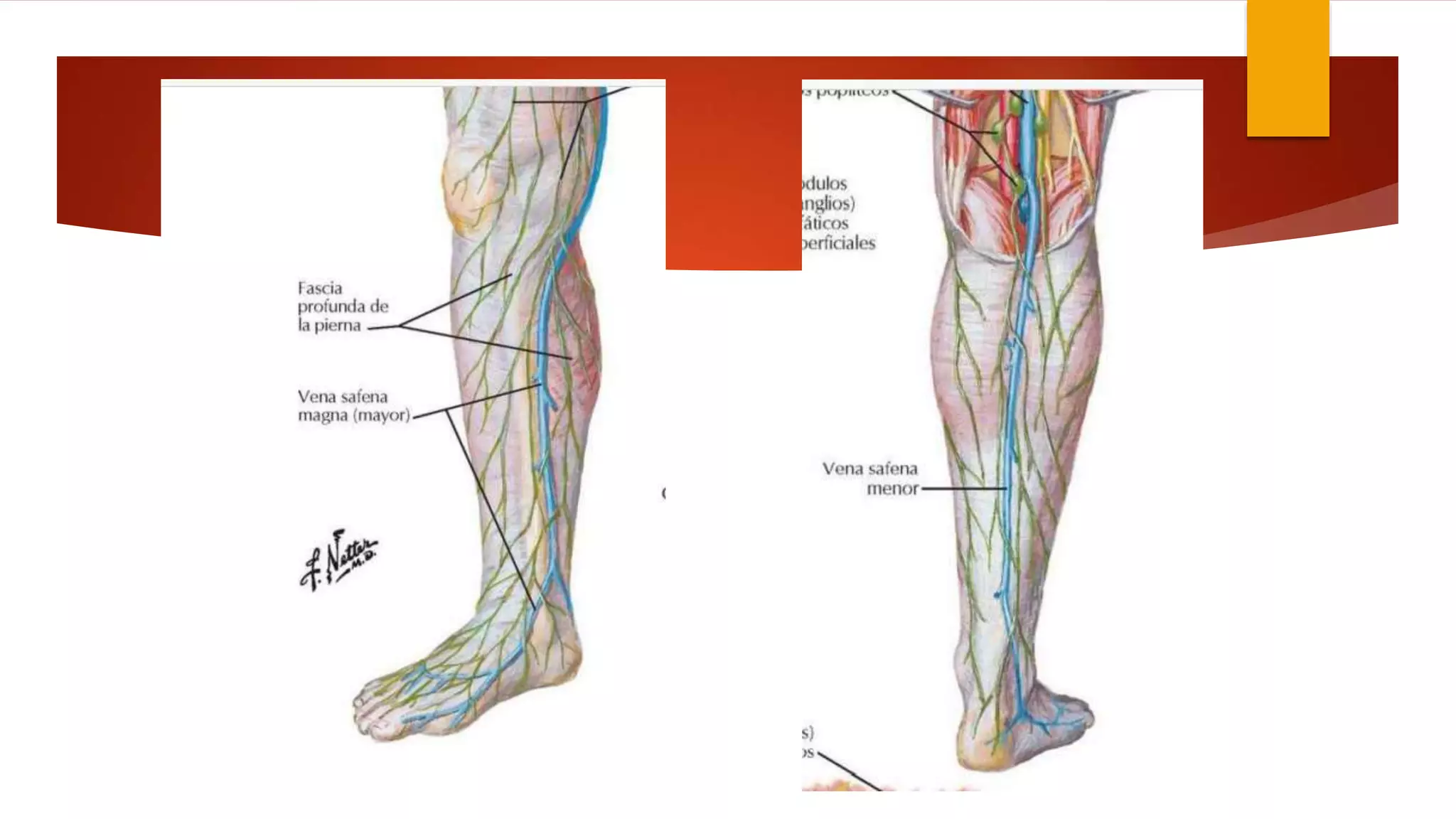 Nervios de la pierna y pie