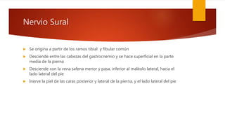 Nervios de la pierna y pie | PPTX