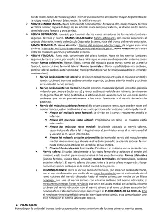 Nervios del miembro inferior | DOCX