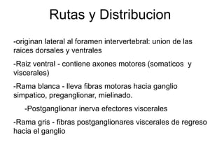 Nervios espinales | PPTX