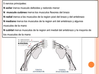 Nervios espinales | PPTX