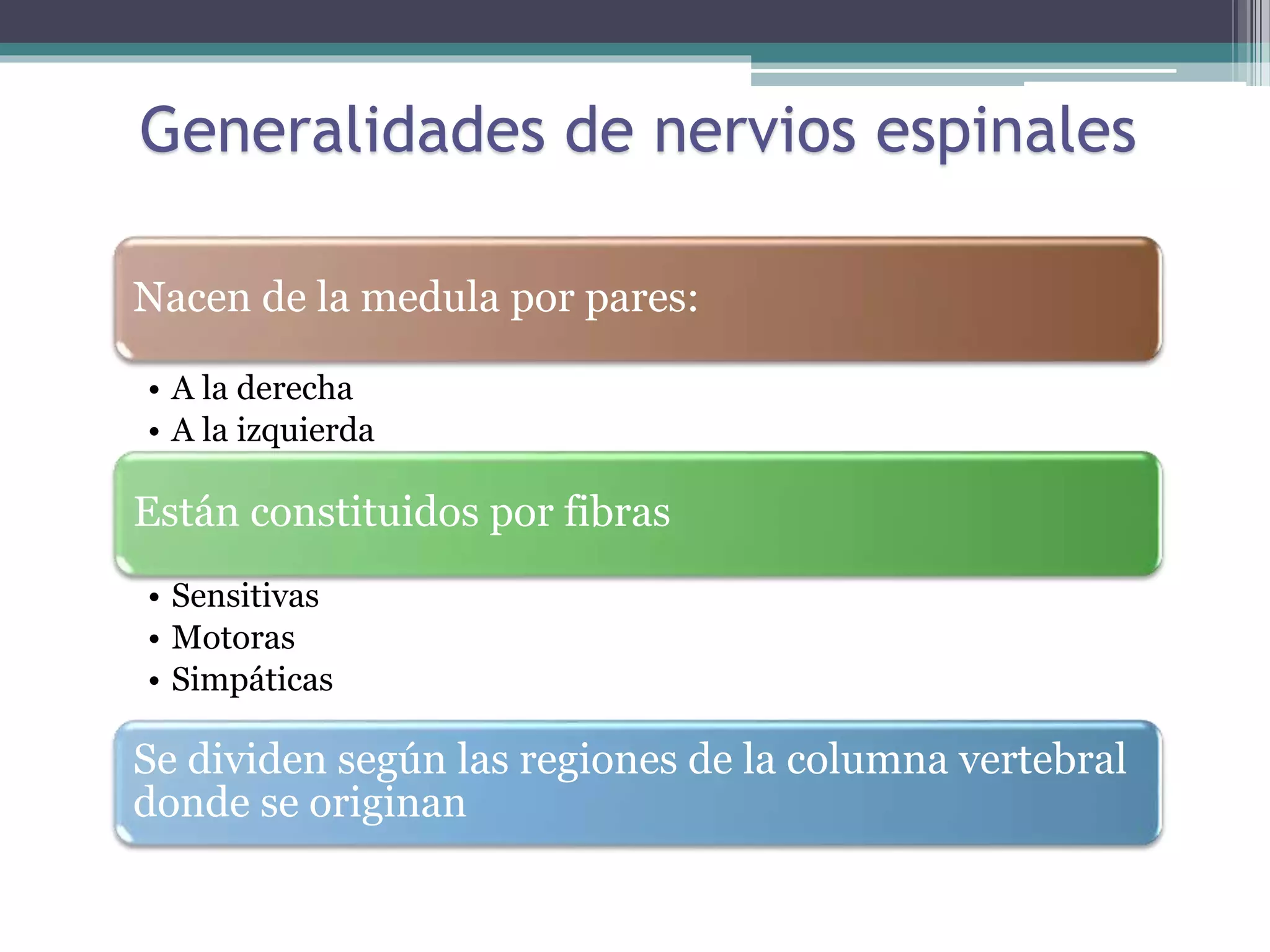 Nervios espinales | PPTX | Death, Injury, or Military Conflict ...