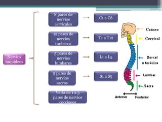 31 Pares De Nervios Espinales