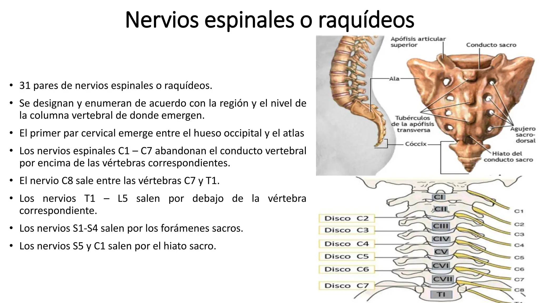 Nervios Espinales o Raquídeos.pptx.onepi | PPTX | Brain and Nervous ...