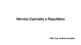 Nervios Espinales o Raquídeos.pptx.onepi | PPTX